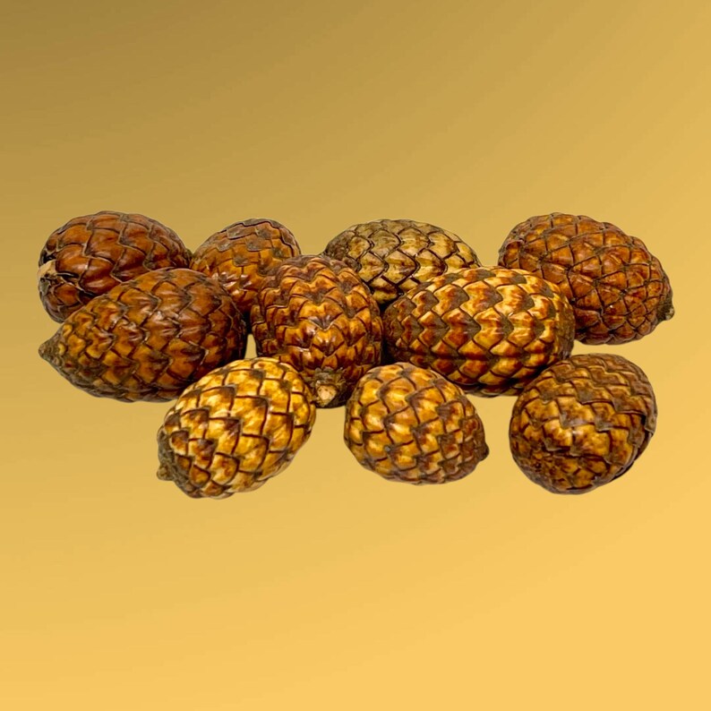 Rattan Lizard Pods (10 Pack) - Bioactive / Botanicals / Isopod ...