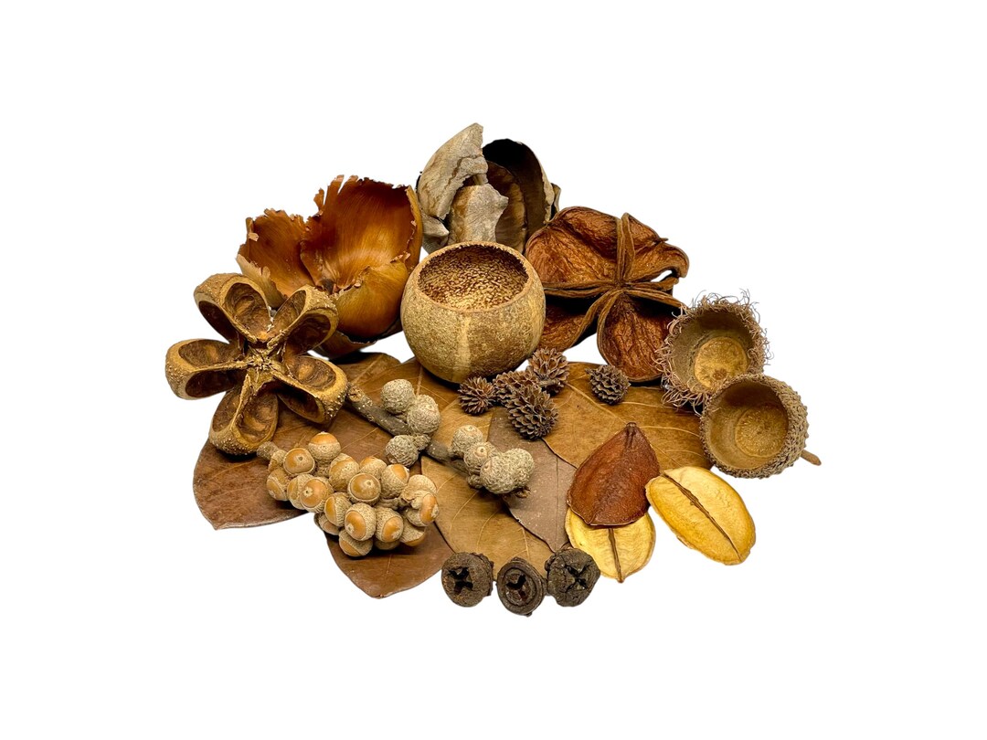 Botanical Medley Variety Pack - Botanicals / Aquarium Decor / Terrarium ...