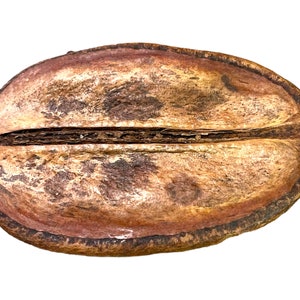 Para Pará Pods - Bioactive / Freshwater Shrimp / Botanical / Aquarium ...