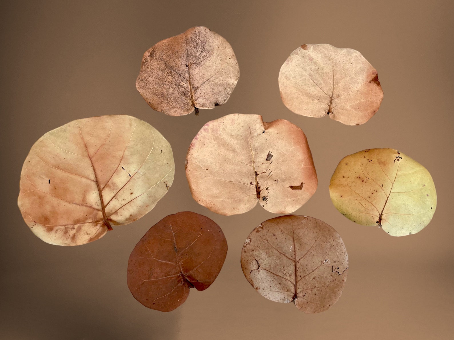 Sea Grape Leaf Litter: Bioactive Terrarium Botanicals, Isopod Food - Etsy