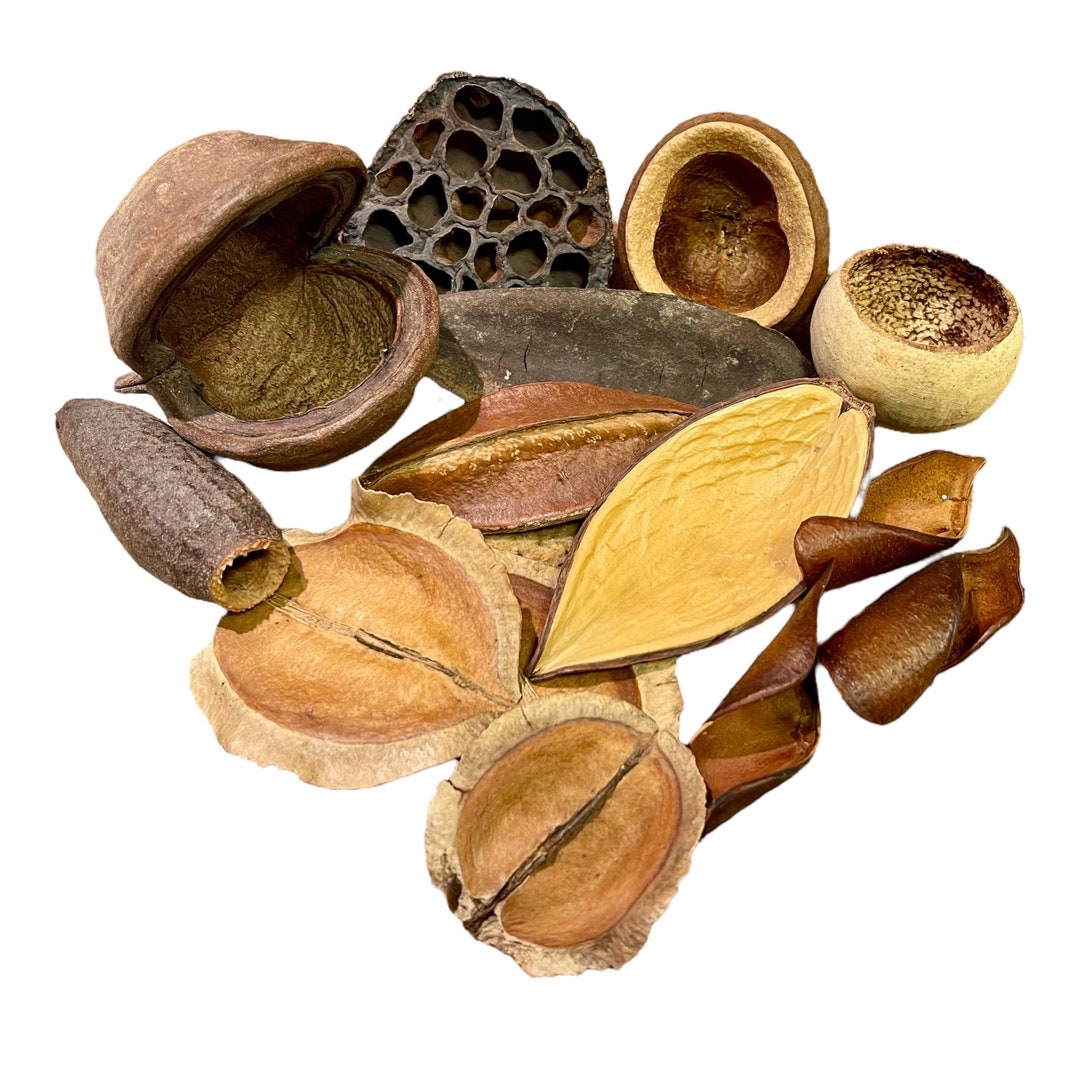 Botanical Bonanza Variety Pack Bioactive Terrarium Vivarium Paludarium ...