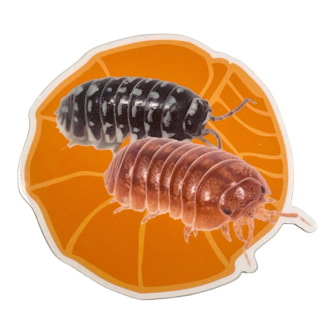 Isopod Logo Sticker Isopods Bioactive Bugs Invertebrates Fun Stickers ...