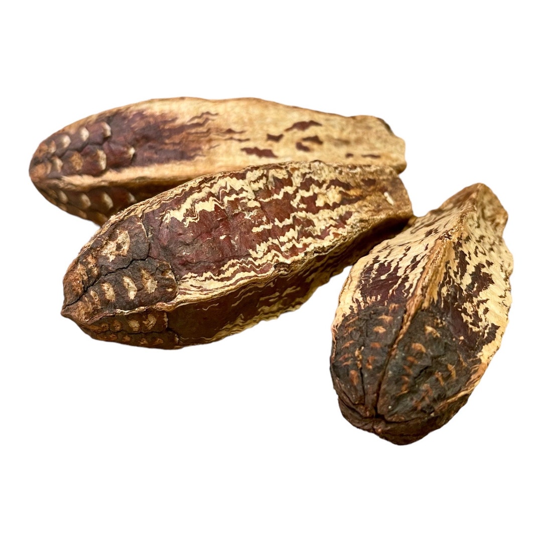 Mahogany Pods (3 Pack) Botancials Bioactive Terrarium Decor Aquarium ...