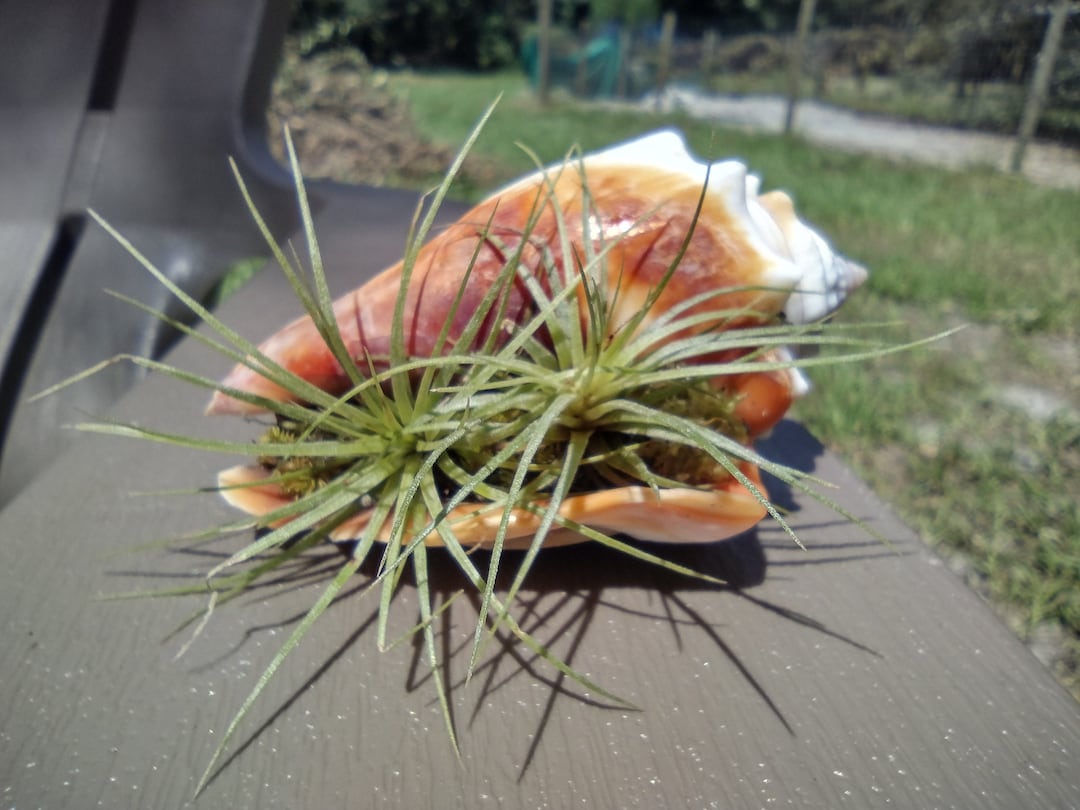Conch Shell Airplant Planter, Florida Fighting Conch - Etsy