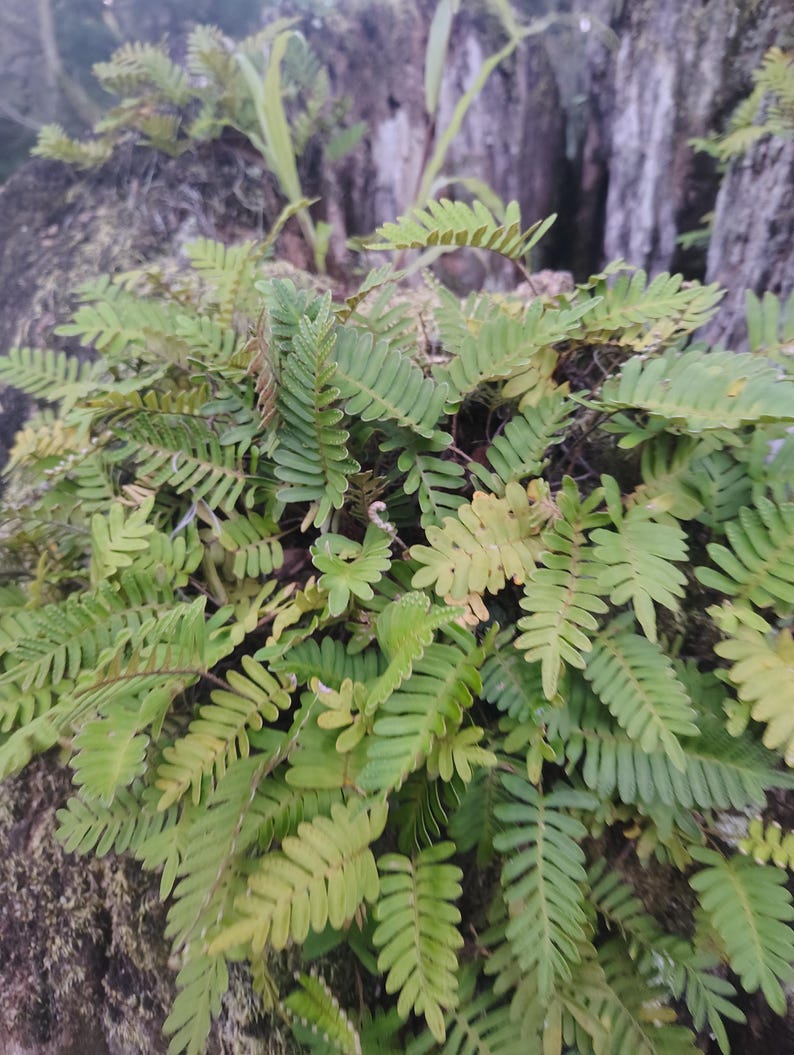 Live Resurrection Ferns Terrarium Plants, Bioactive Terrariums - Etsy