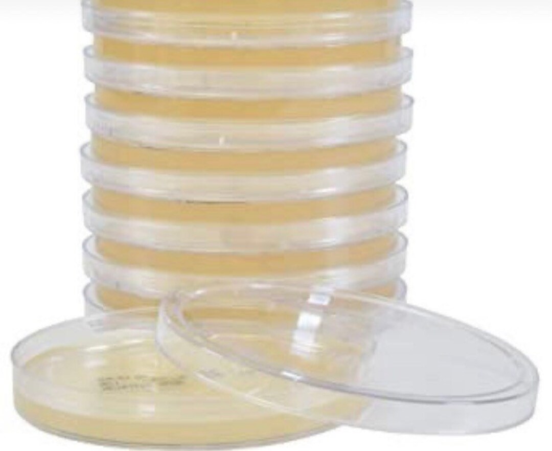 Set of 10 60 Mm Agar Plates - Etsy UK