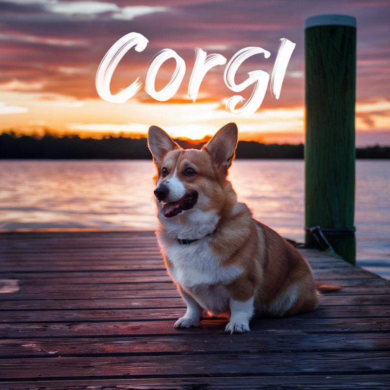 Playful Corgis in a Flower Meadow - Etsy