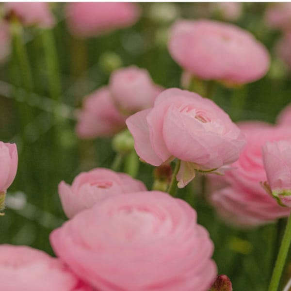 Pink Ranunculus - Etsy