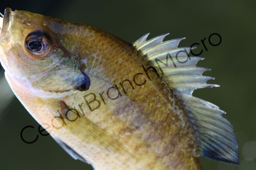 Wisconsin Bluegill Print - Etsy