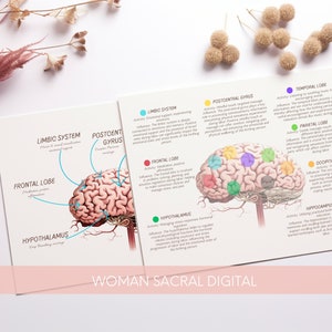 Birth Brain & Hormone Digital Guide: A Comprehensive Tool for Doulas ...