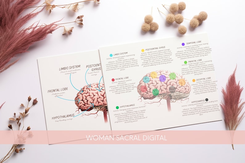 Birth Brain & Hormone Digital Guide: A Comprehensive Tool for Doulas ...