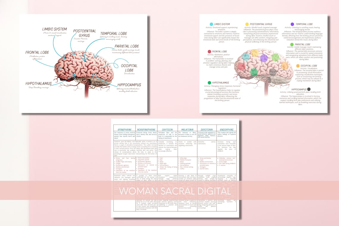 Birth Brain & Hormone Digital Guide: A Comprehensive Tool for Doulas ...