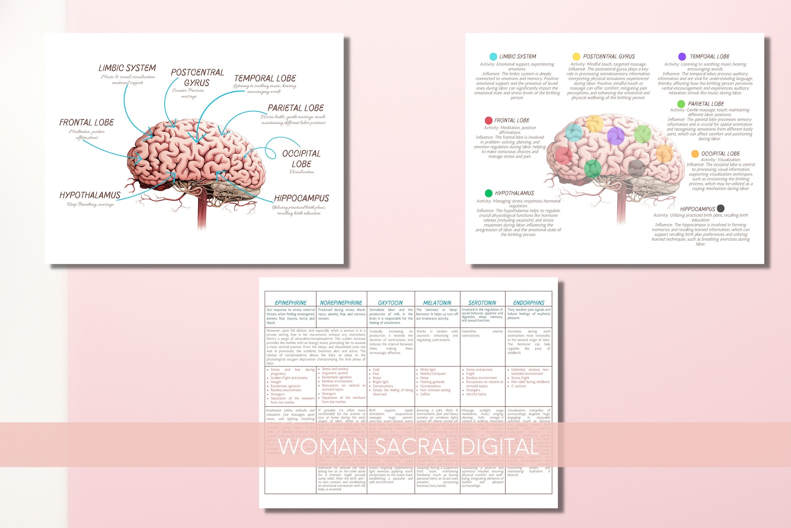 Birth Brain & Hormone Digital Guide: A Comprehensive Tool for Doulas ...
