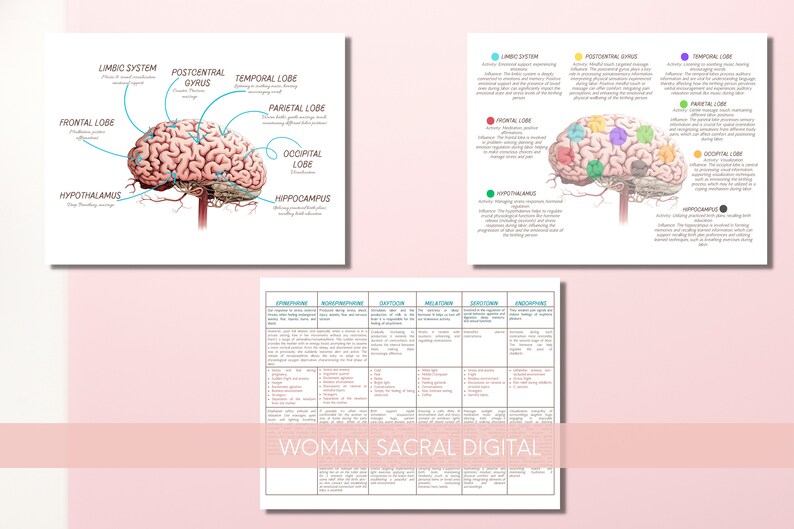 Birth Brain & Hormone Digital Guide: A Comprehensive Tool for Doulas ...