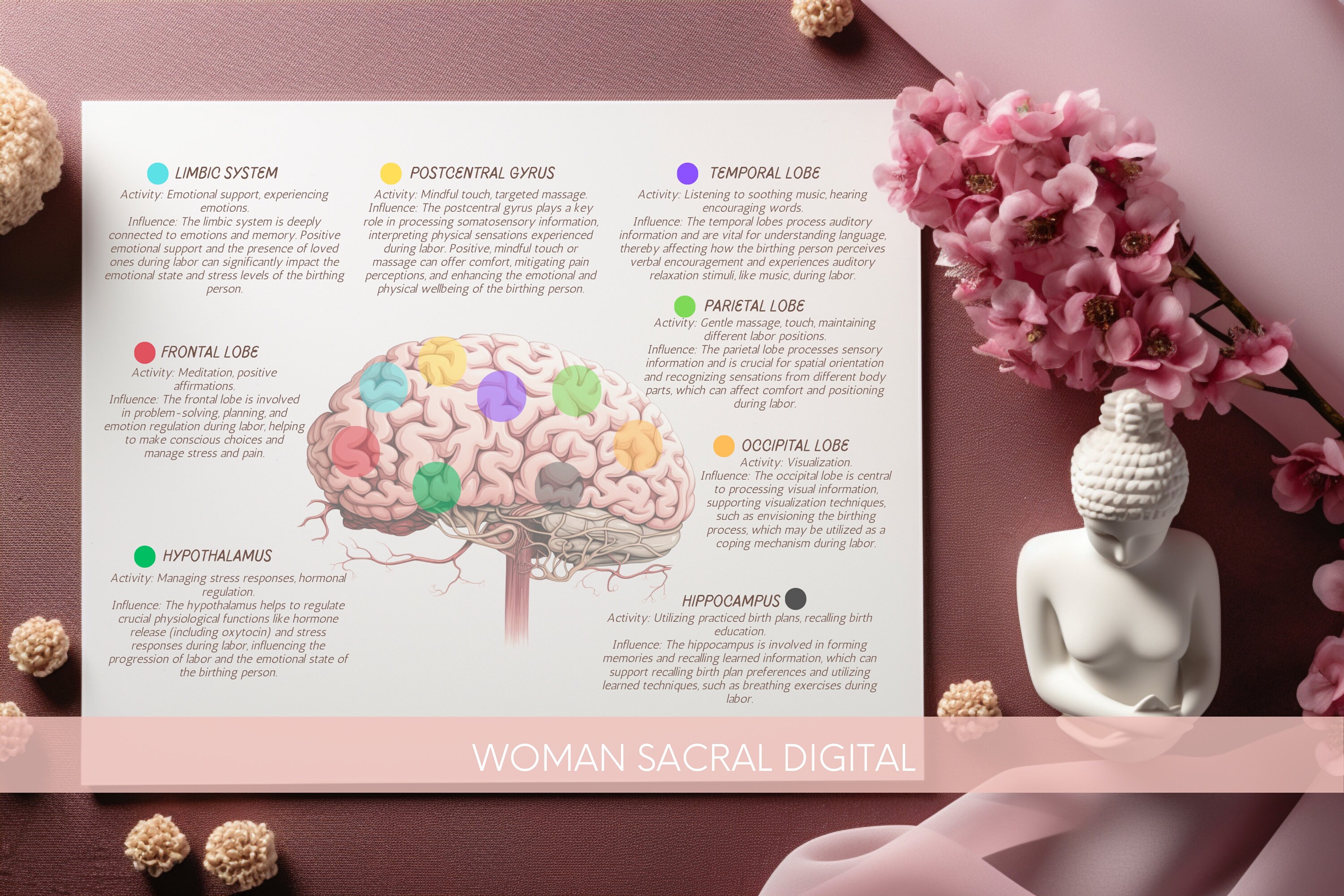 Birth Brain & Hormone Digital Guide: A Comprehensive Tool for Doulas ...