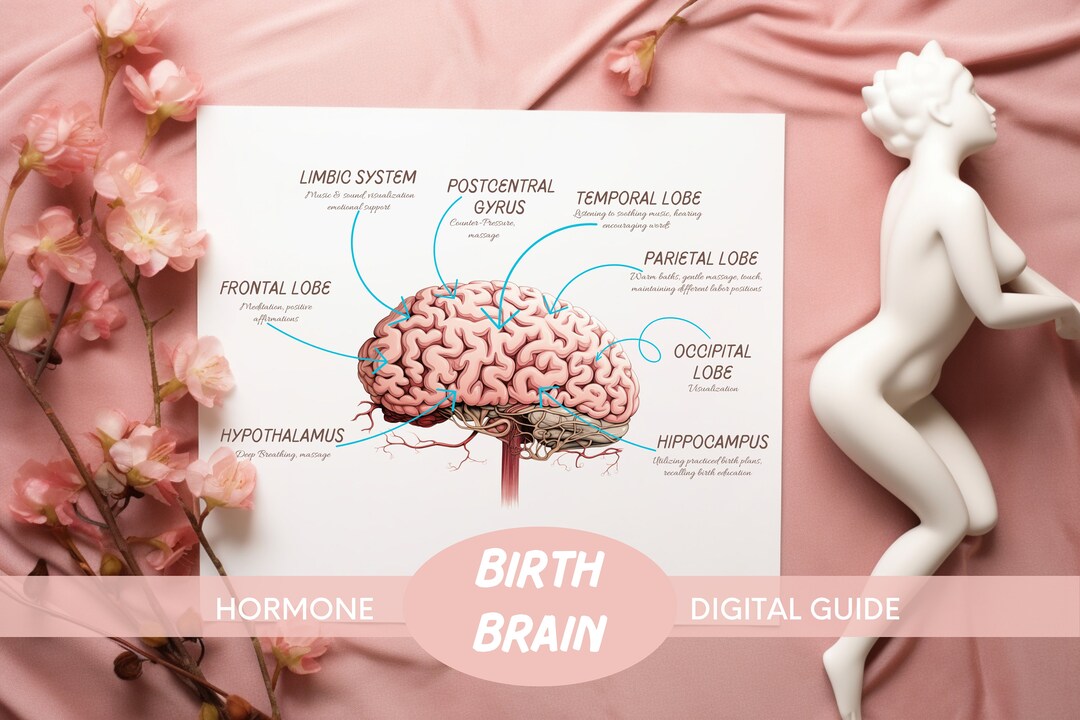 Birth Brain & Hormone Digital Guide: A Comprehensive Tool for Doulas, Birth Educators, and ...