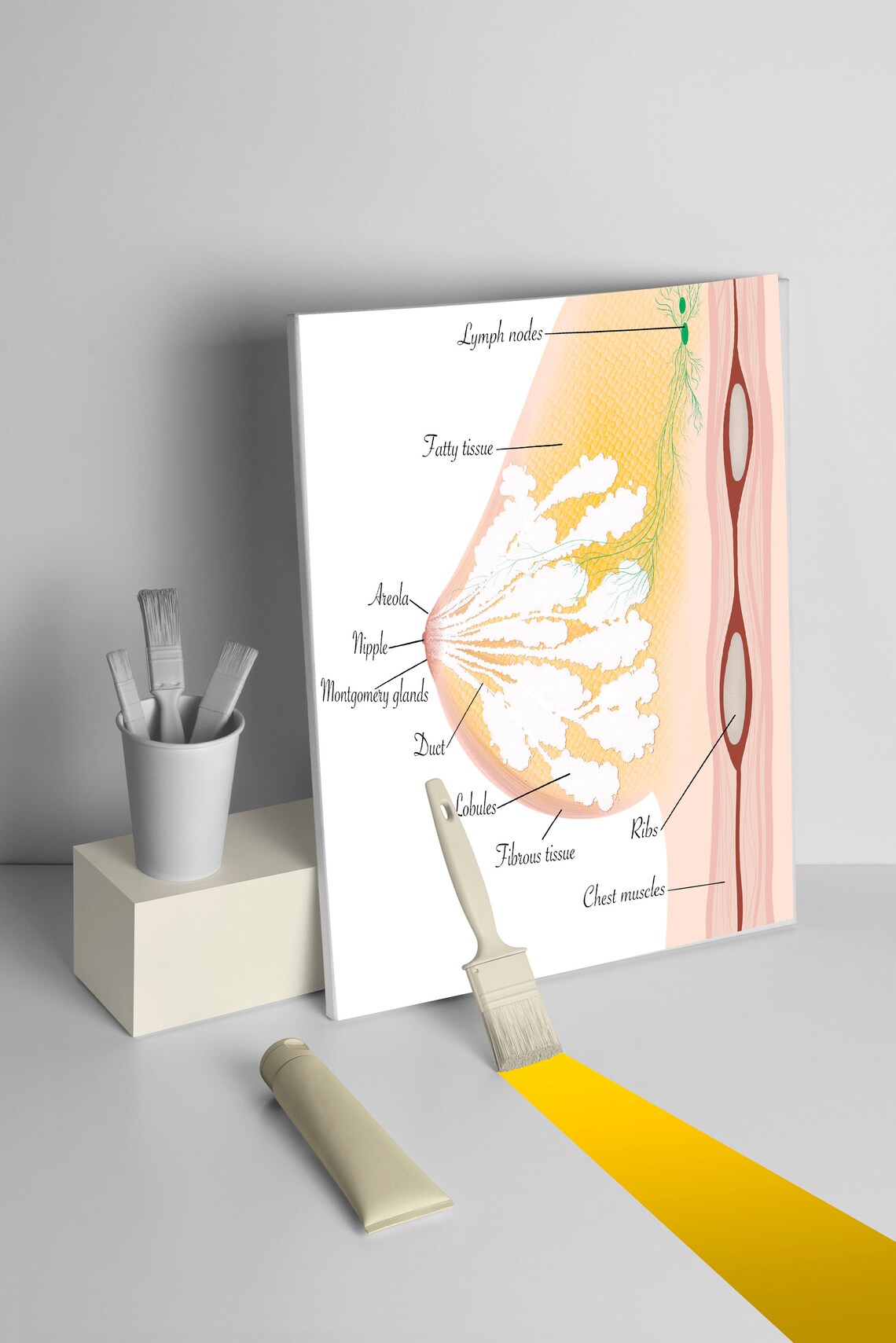 Anatomy of the Lactating Human Breast Structure of the | Etsy
