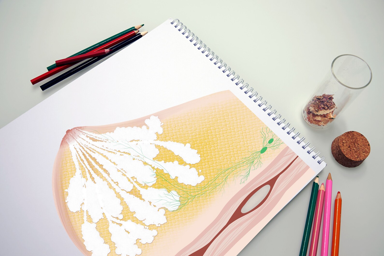 Anatomy of the Lactating Human Breast | Structure of the Breast ...