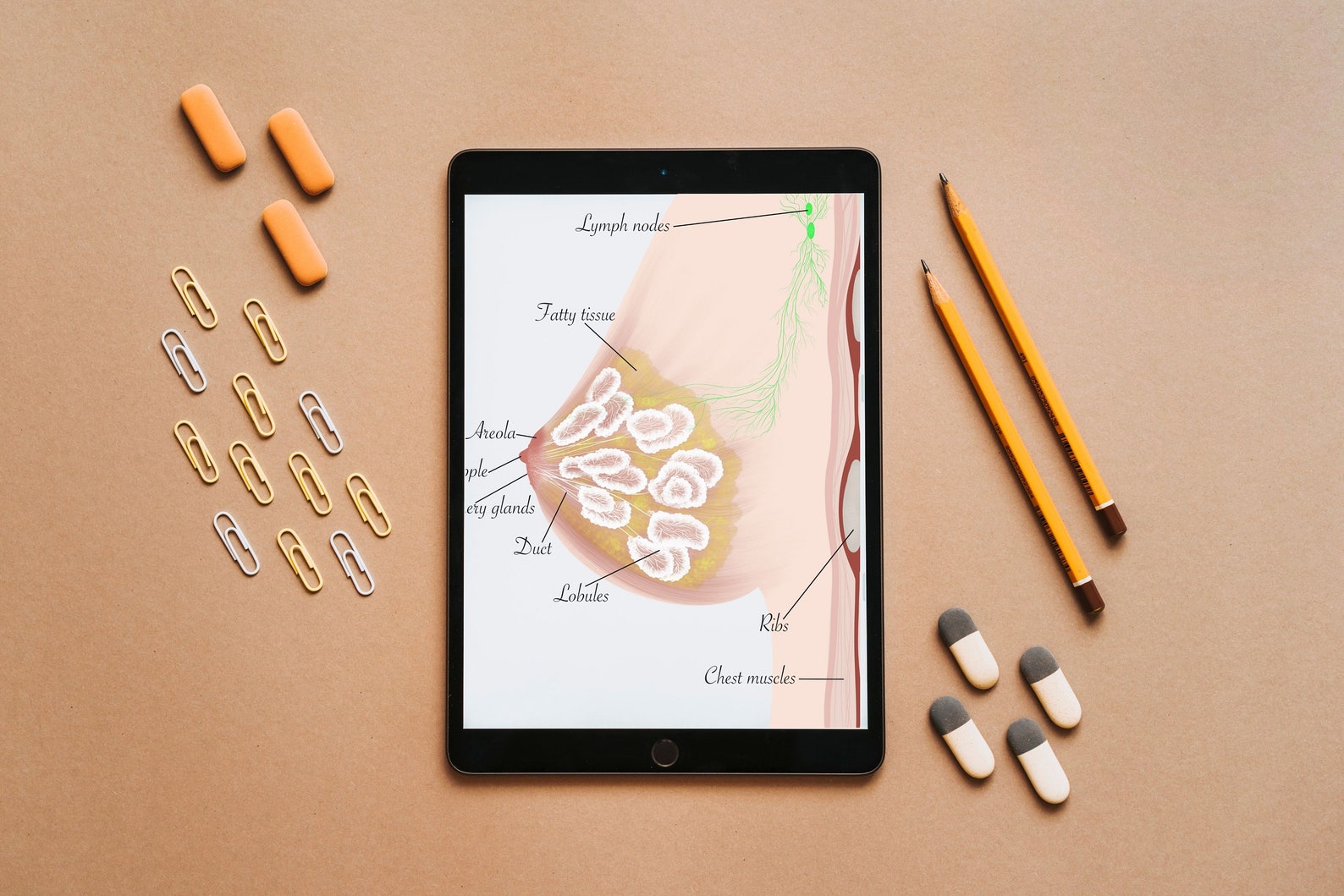 Anatomy of the Lactating Human Breast | Structure of the Breast ...