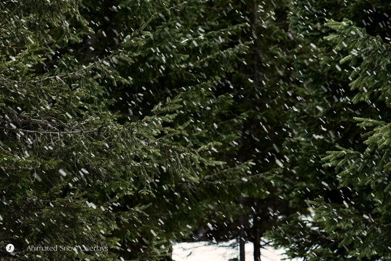10 Animated Falling Snow Overlays | Animated Snow, Falling Snow Overlay ...