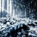 10 Animated Falling Snow Overlays | Animated Snow, Falling Snow Overlay ...