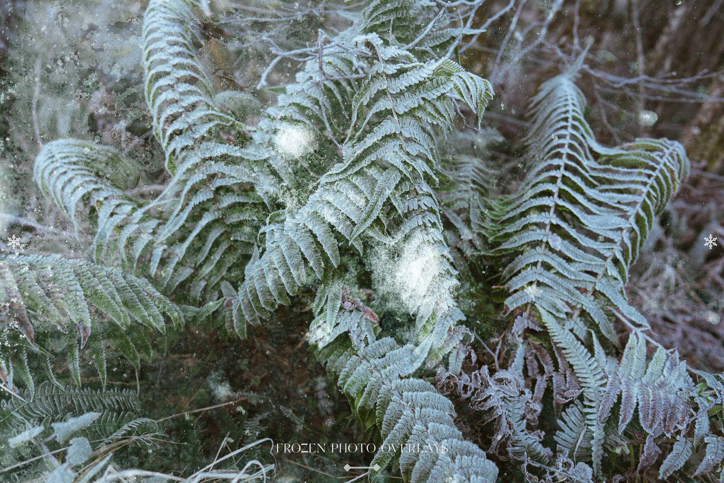 Frozen Photo Overlays | Winter Photo Overlay, Christmas Overlay, Snow ...