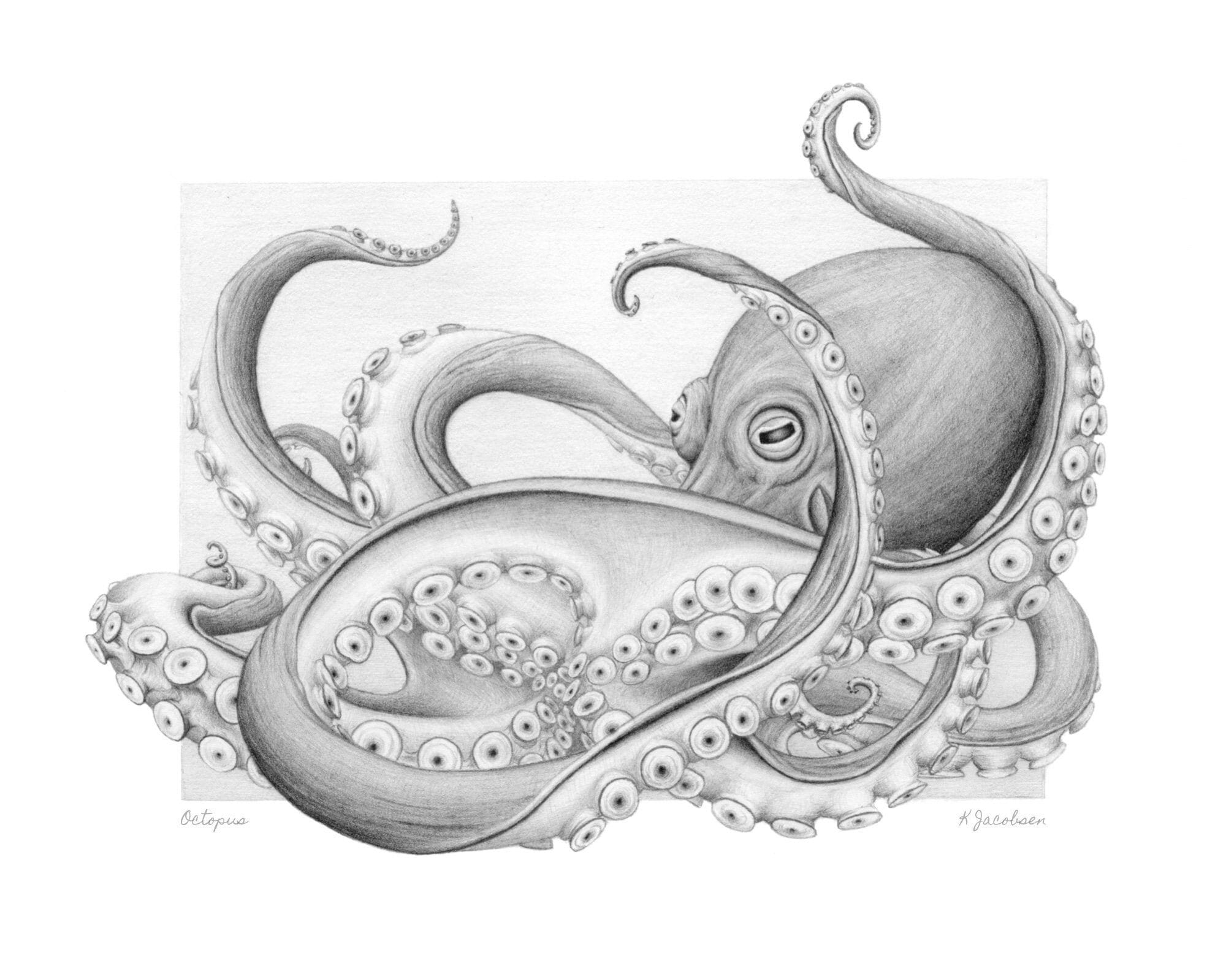 Octopus Line Drawing