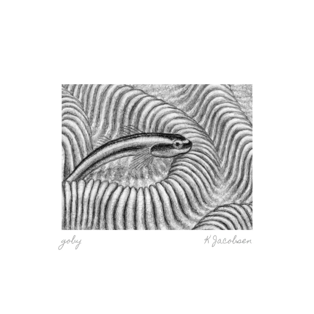 Miniature Coral Goby Pencil Drawing | Giclée Print - Etsy