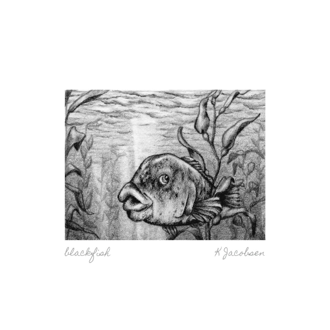 Miniature Blackfish Pencil Drawing | Giclée Print - Etsy