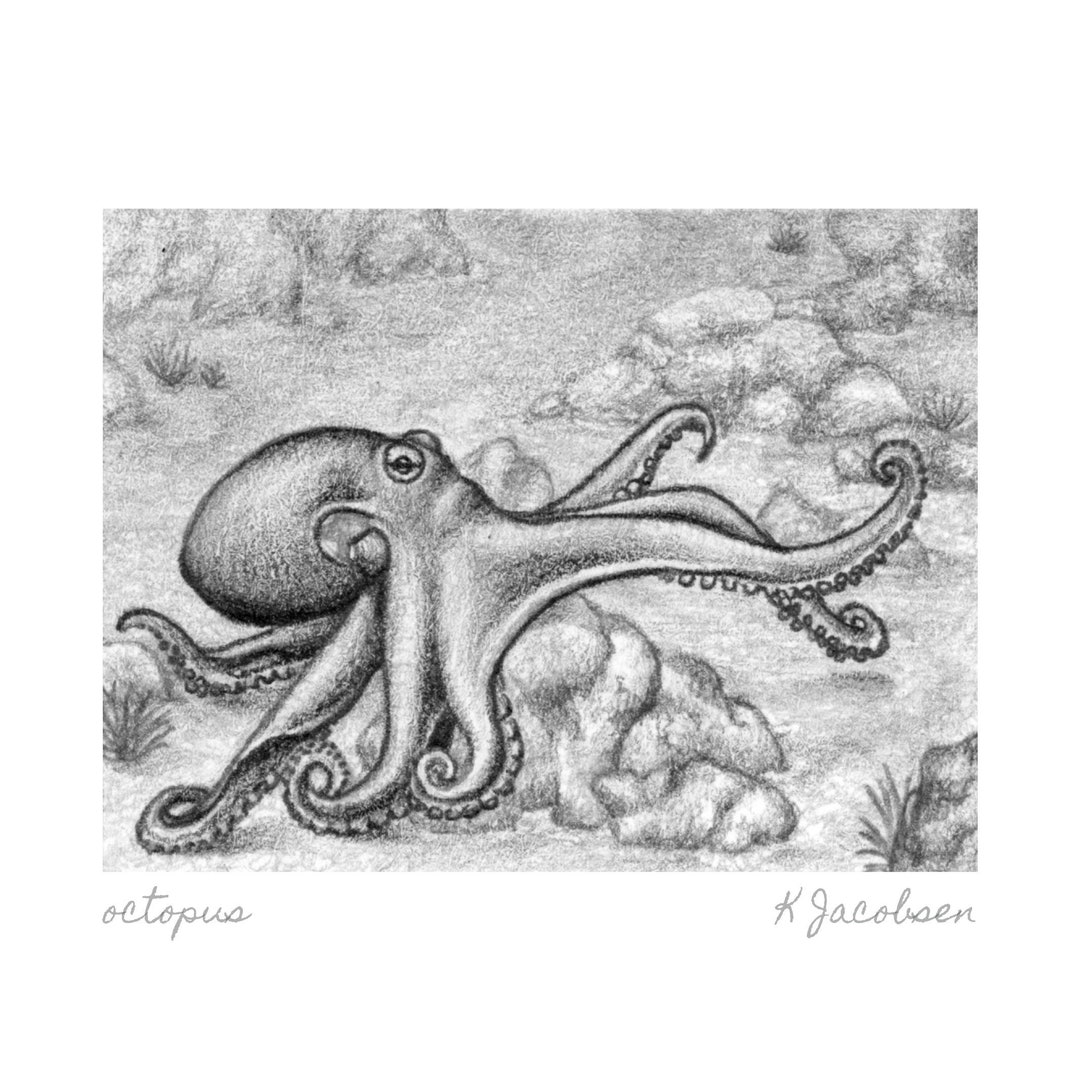 Miniature Octopus Pencil Drawing | Giclée Print - Etsy