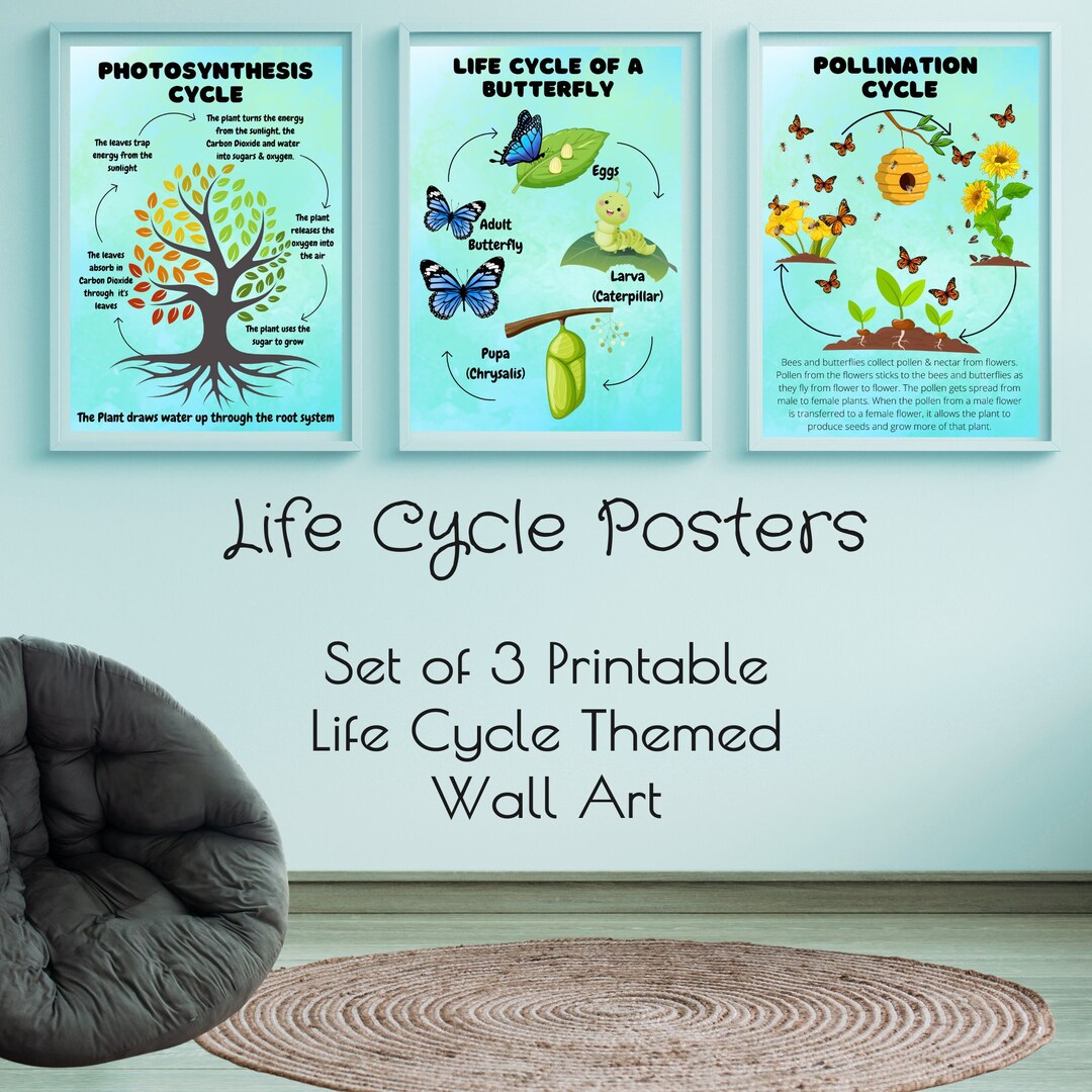 Pollination Life Cycles & Photosynthesis - Etsy