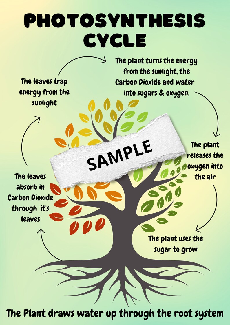 Pollination, Life Cycles & Photosynthesis - Etsy