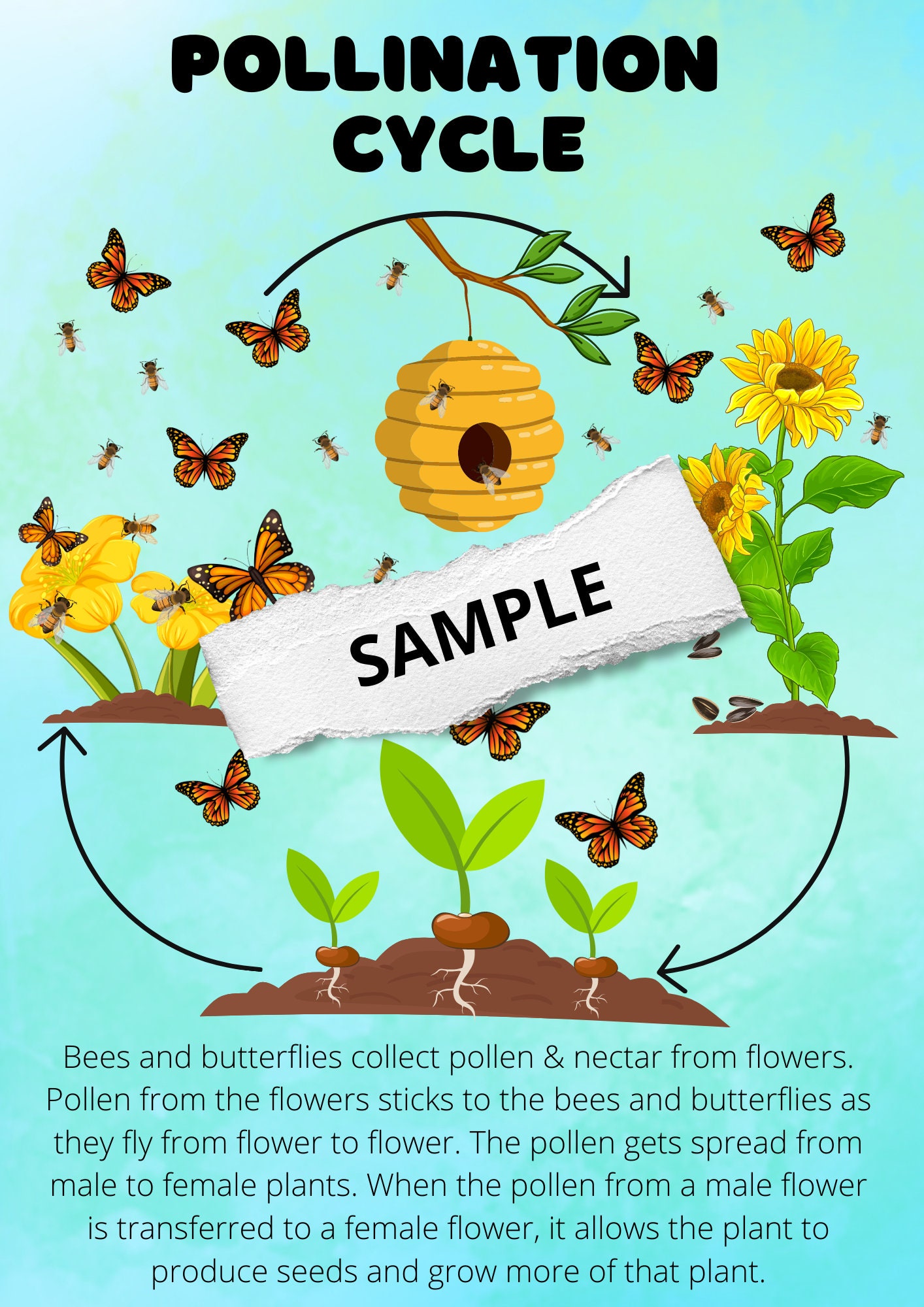 Pollination Life Cycles & Photosynthesis - Etsy