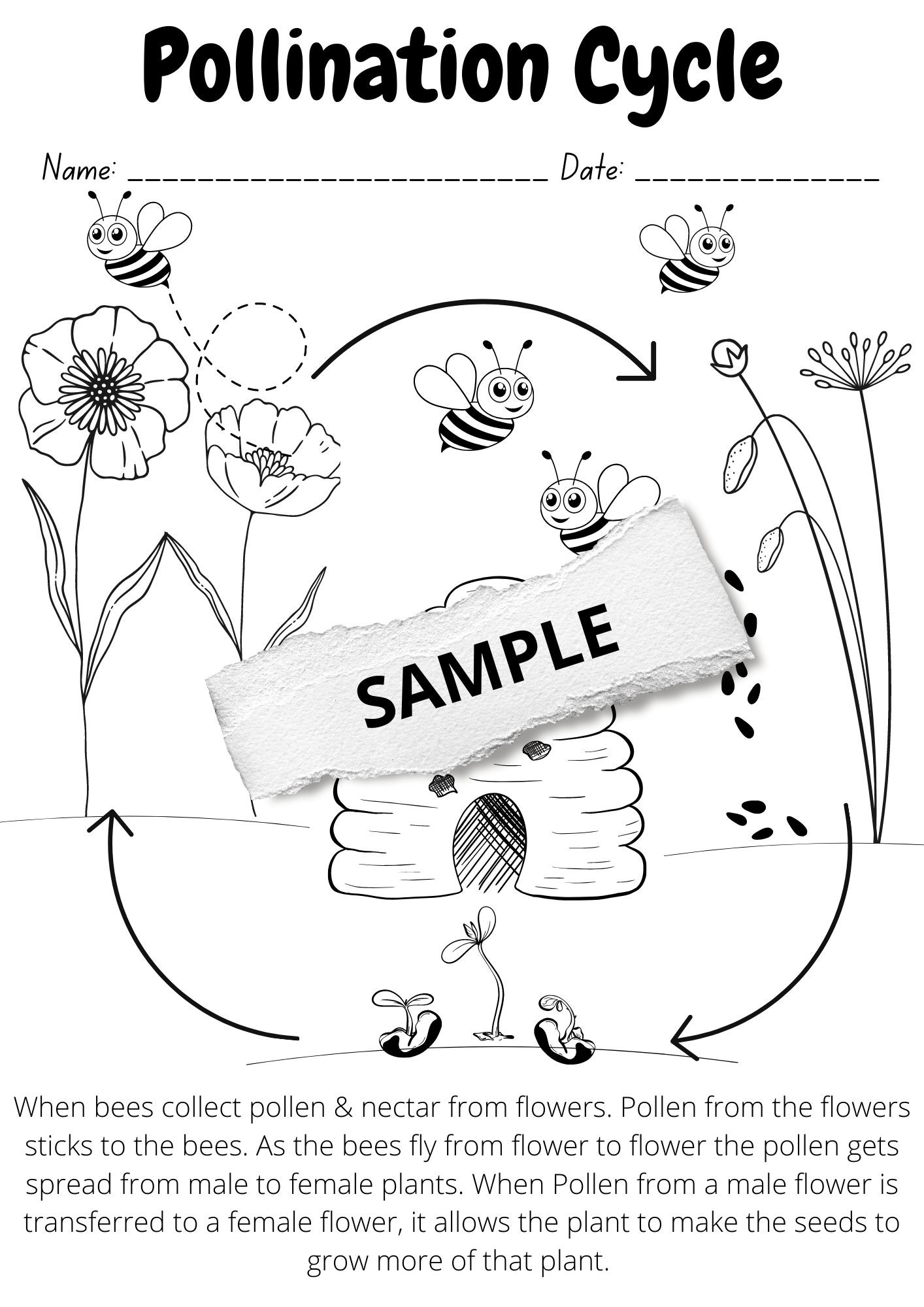 Bee's Pollination & Life Cycle Worksheets - Etsy Australia