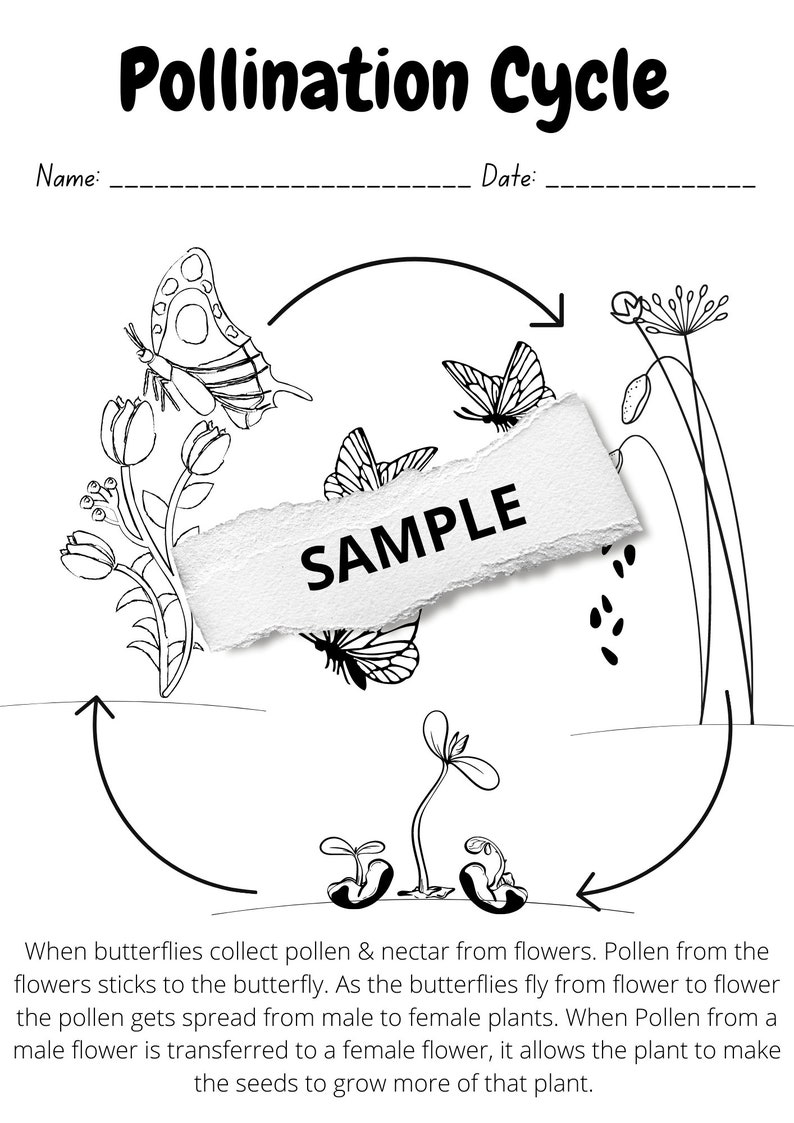 Butterfly - Pollination & Life Cycle Worksheets - Etsy