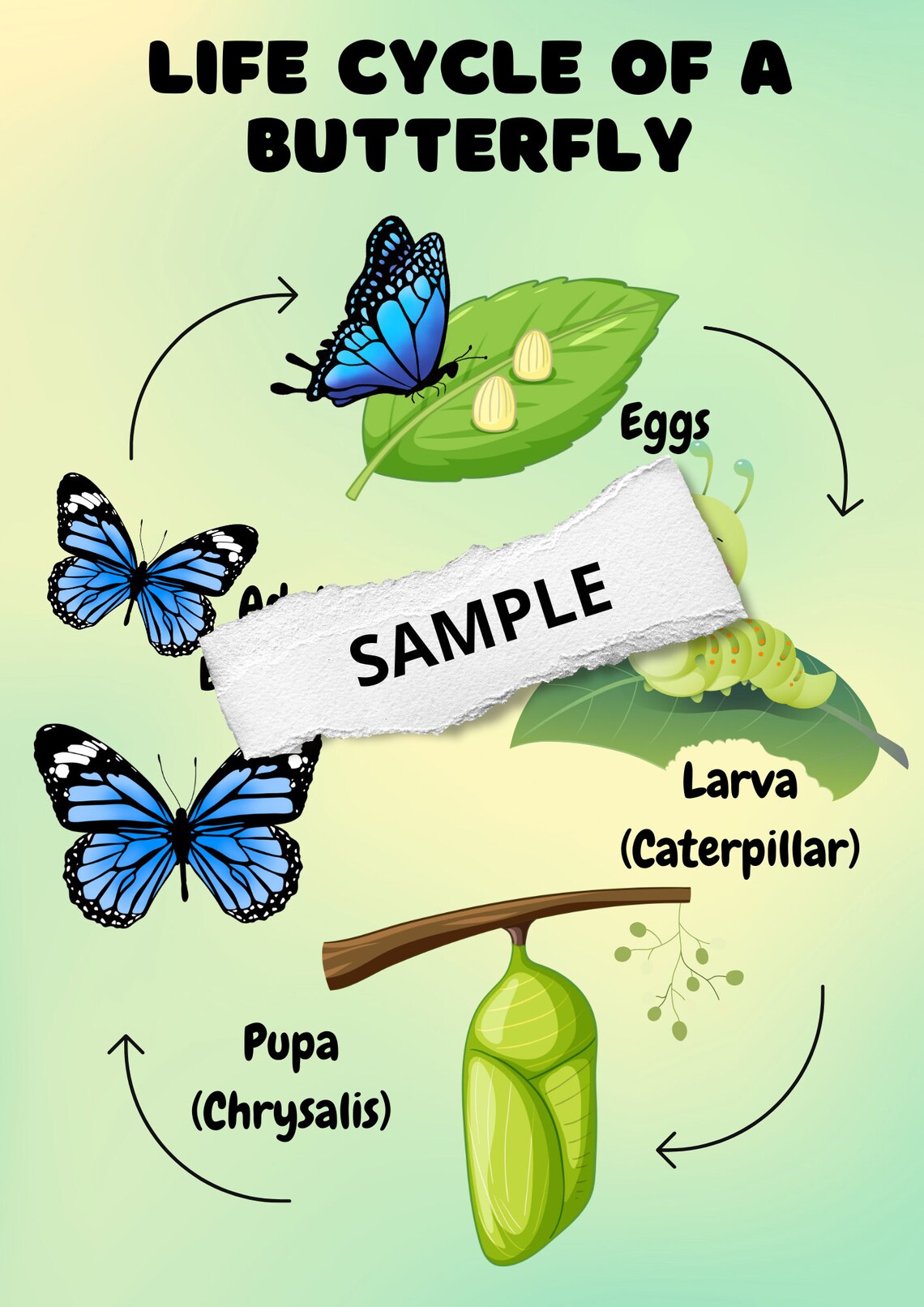 Pollination, Life Cycles & Photosynthesis - Etsy