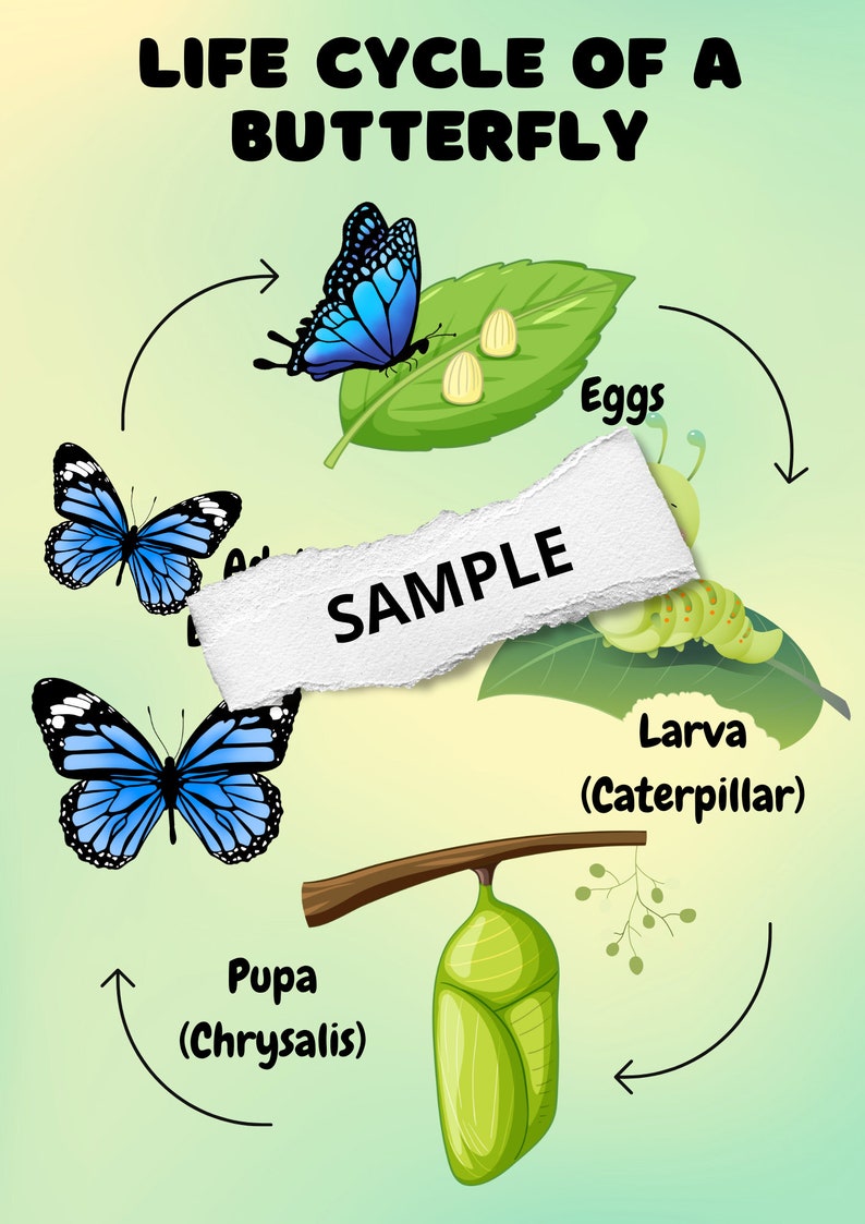 Pollination, Life Cycles & Photosynthesis - Etsy