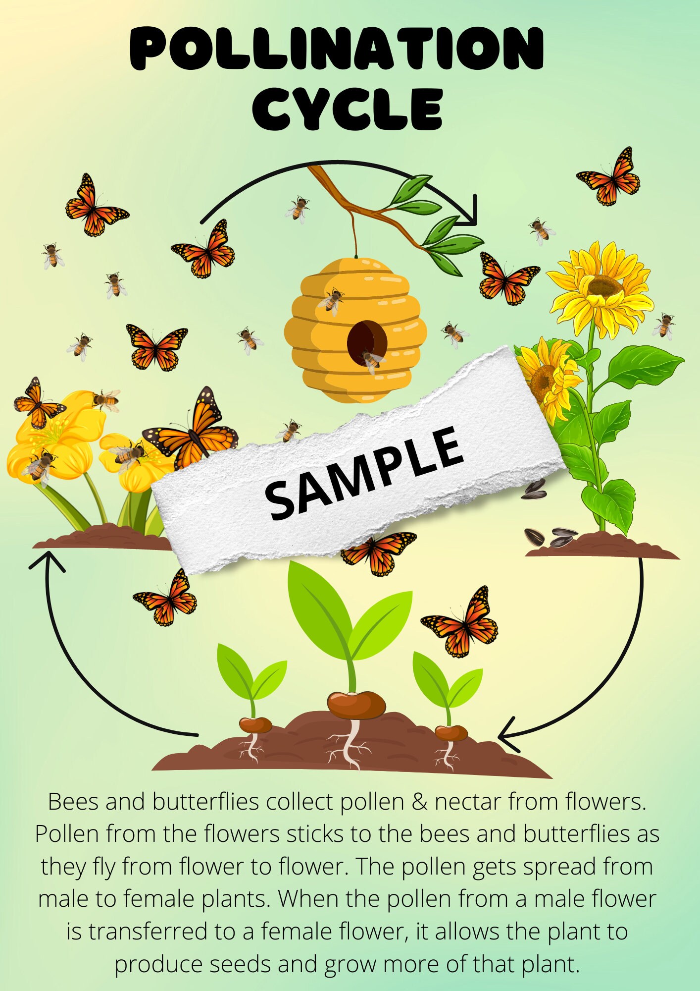 Pollination, Life Cycles & Photosynthesis - Etsy Australia