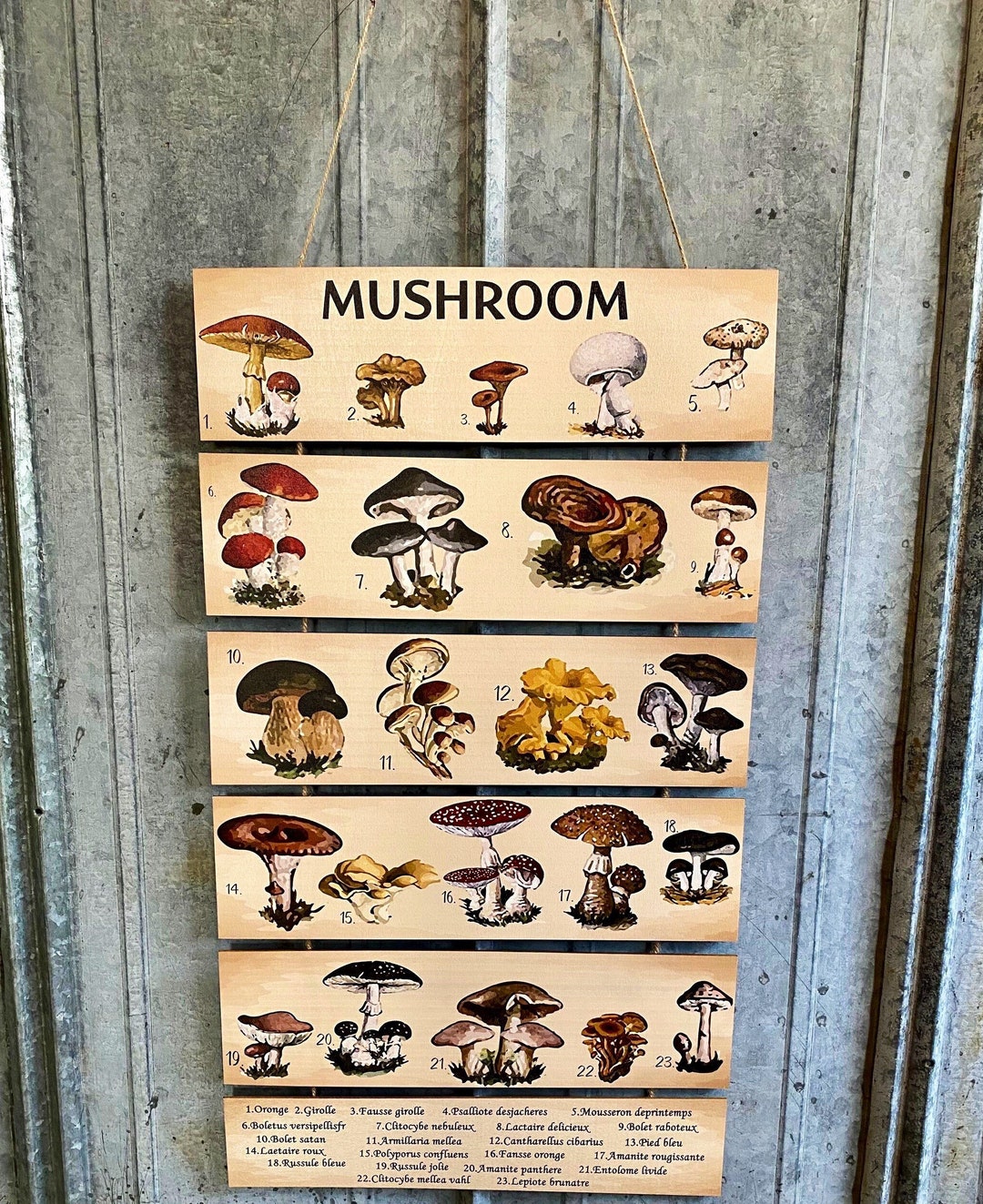 Mushroom Genus Classification List Wall Decor - Etsy
