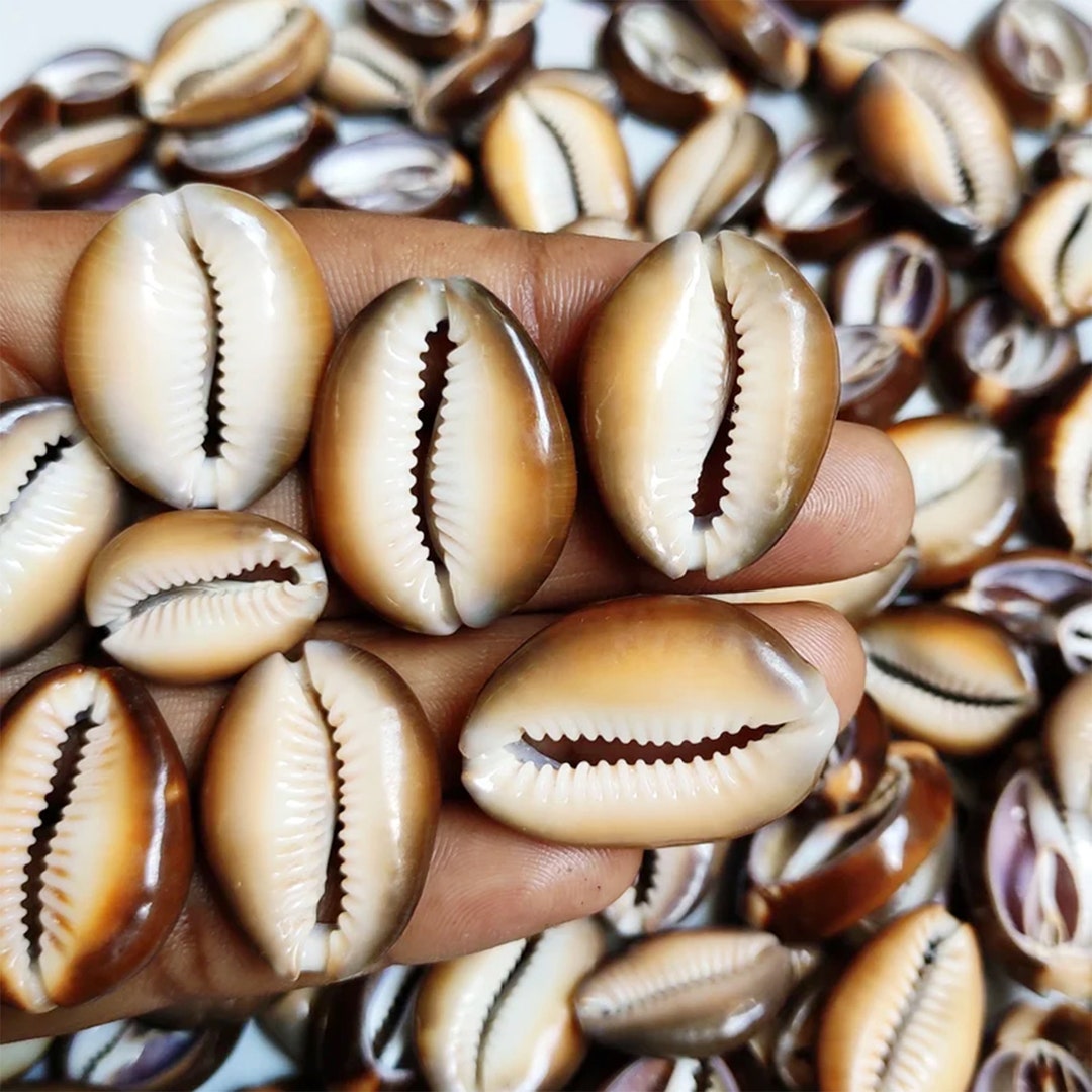 Snake Head Cowrie Shells Cowrie Shell Cabochon Chunky Sea - Etsy Australia