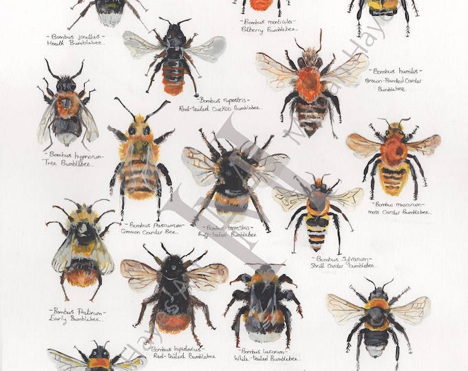 A6 Postcards Bee Identification Guide - Etsy