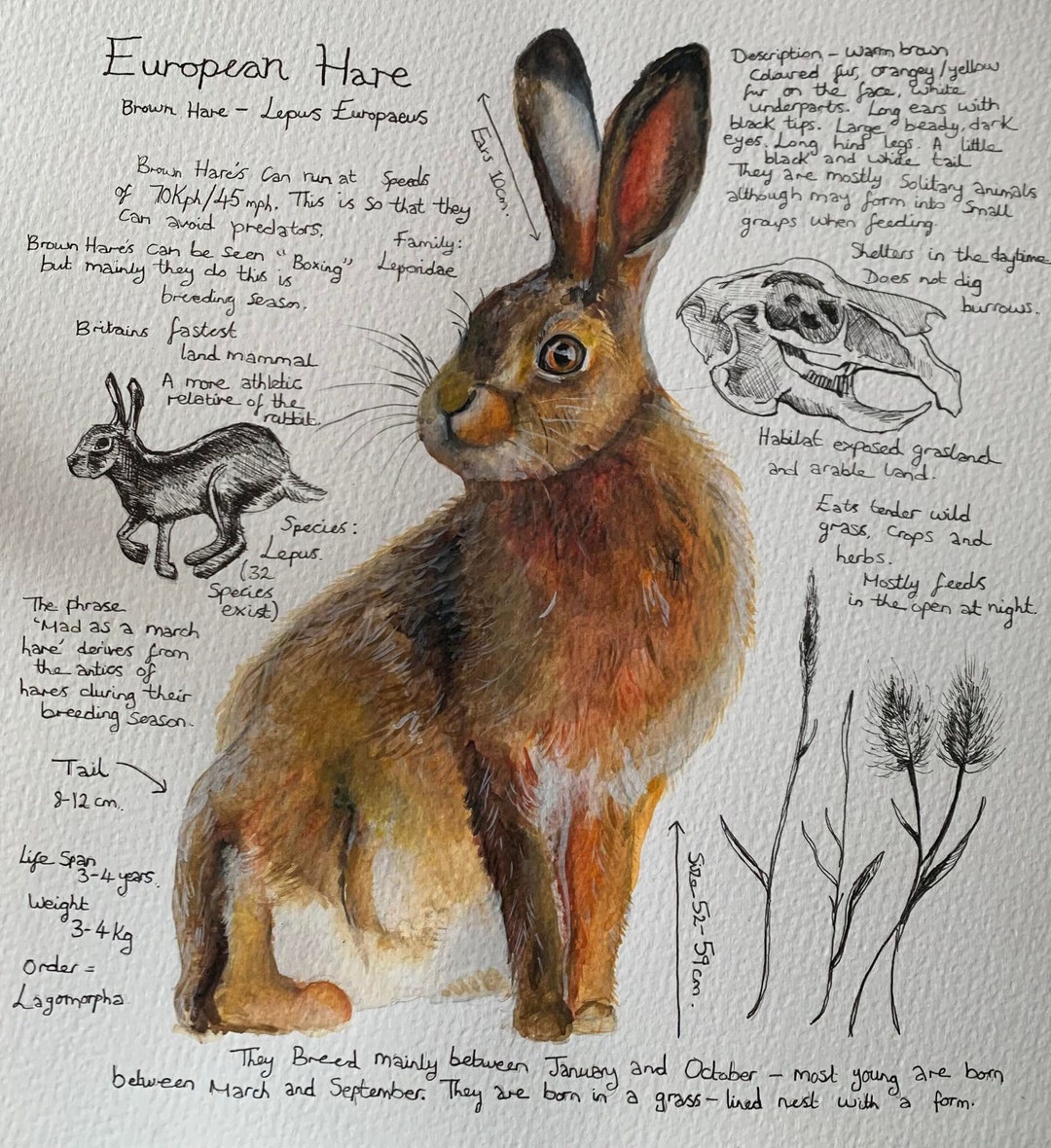 A4 European Hare - Scientific Illustration Print (A3 in Size With the ...