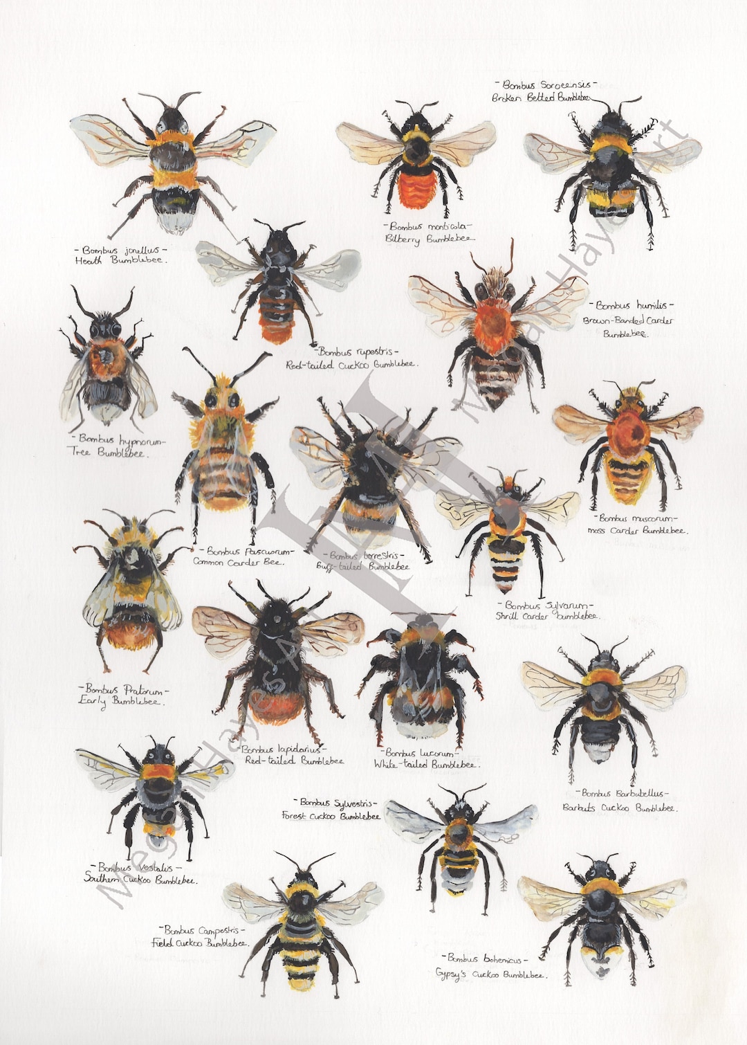 A6 Postcards - Bee Identification Guide - Etsy