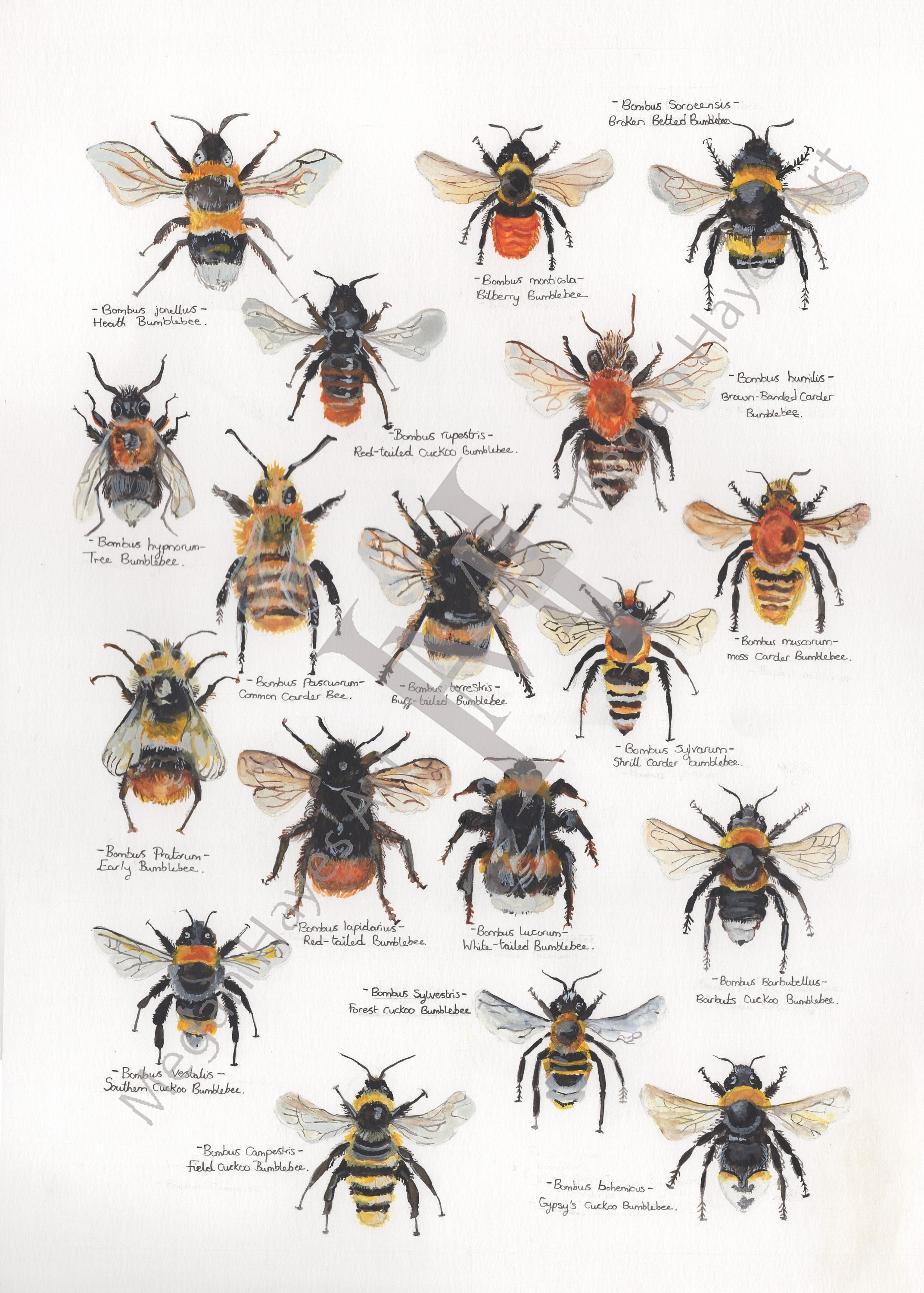 A6 Postcards - Bee Identification Guide - Etsy