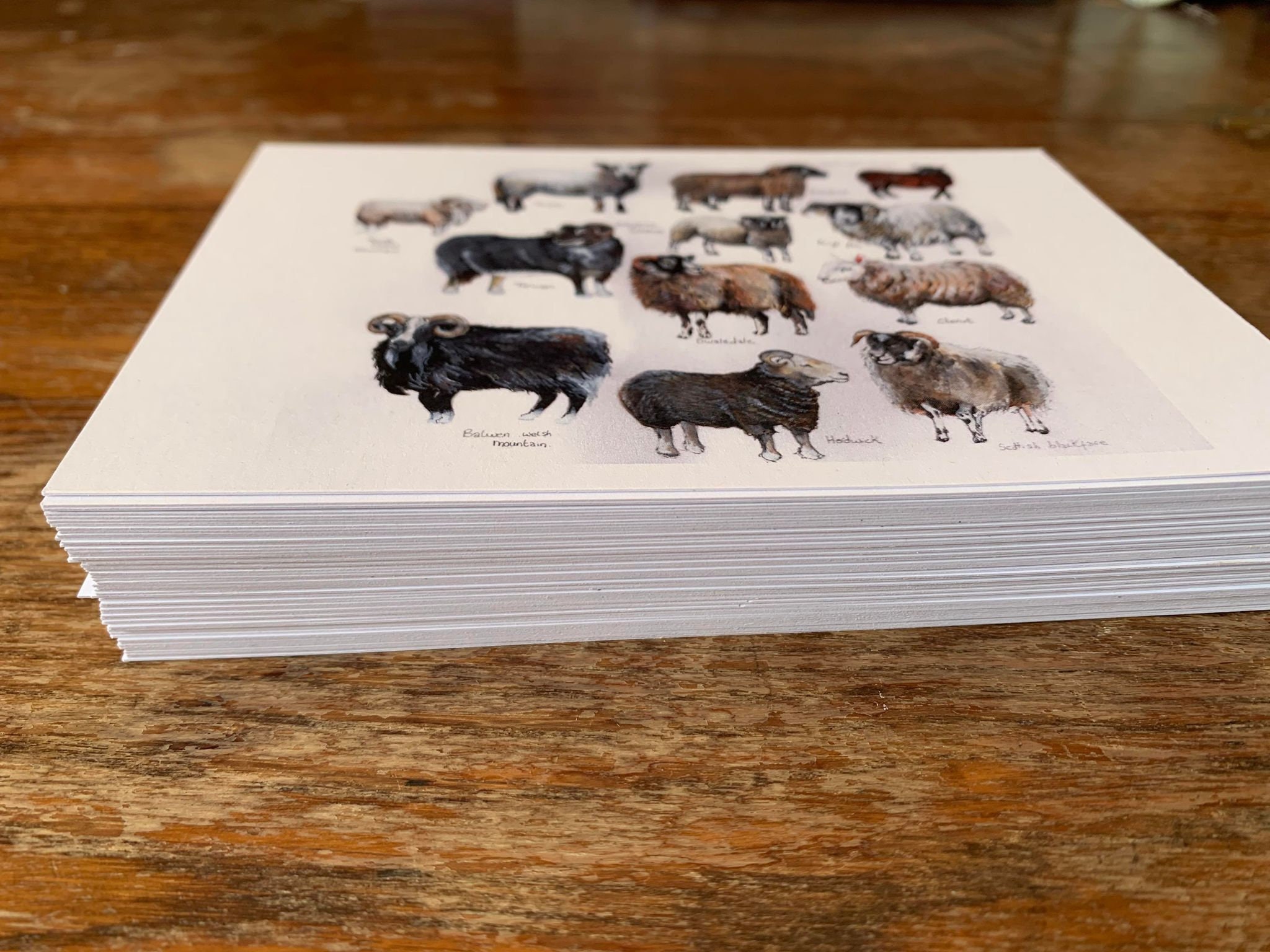 A6 Hill Sheep Identification Guide Postcard - Etsy