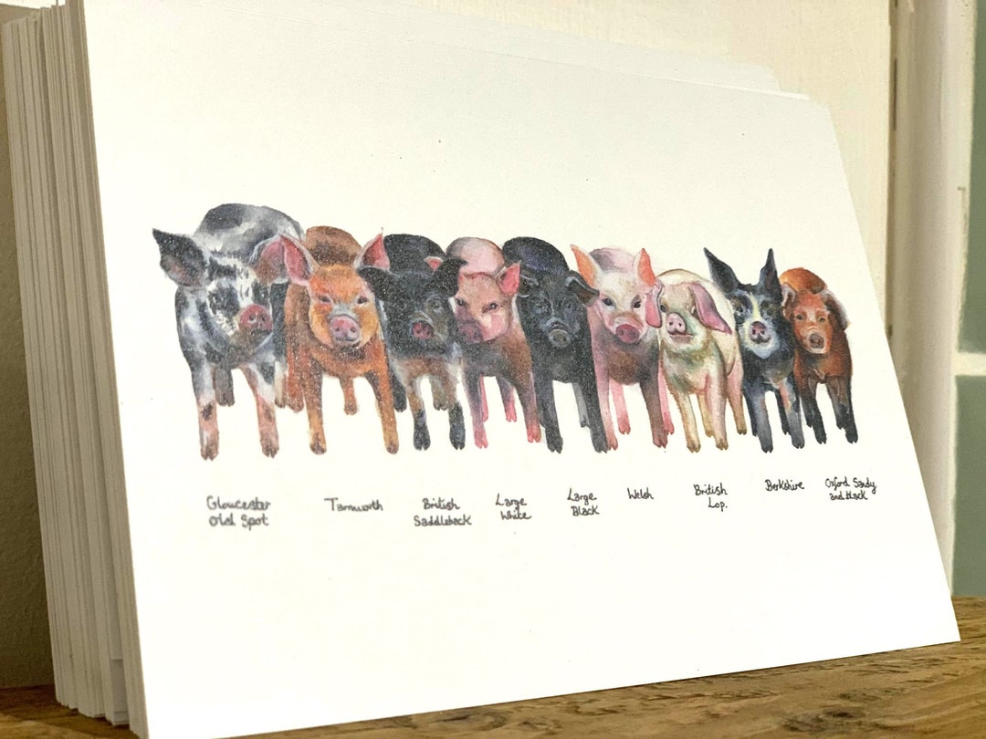 British Pigs Identification Guide - A6 Postcard. - Etsy