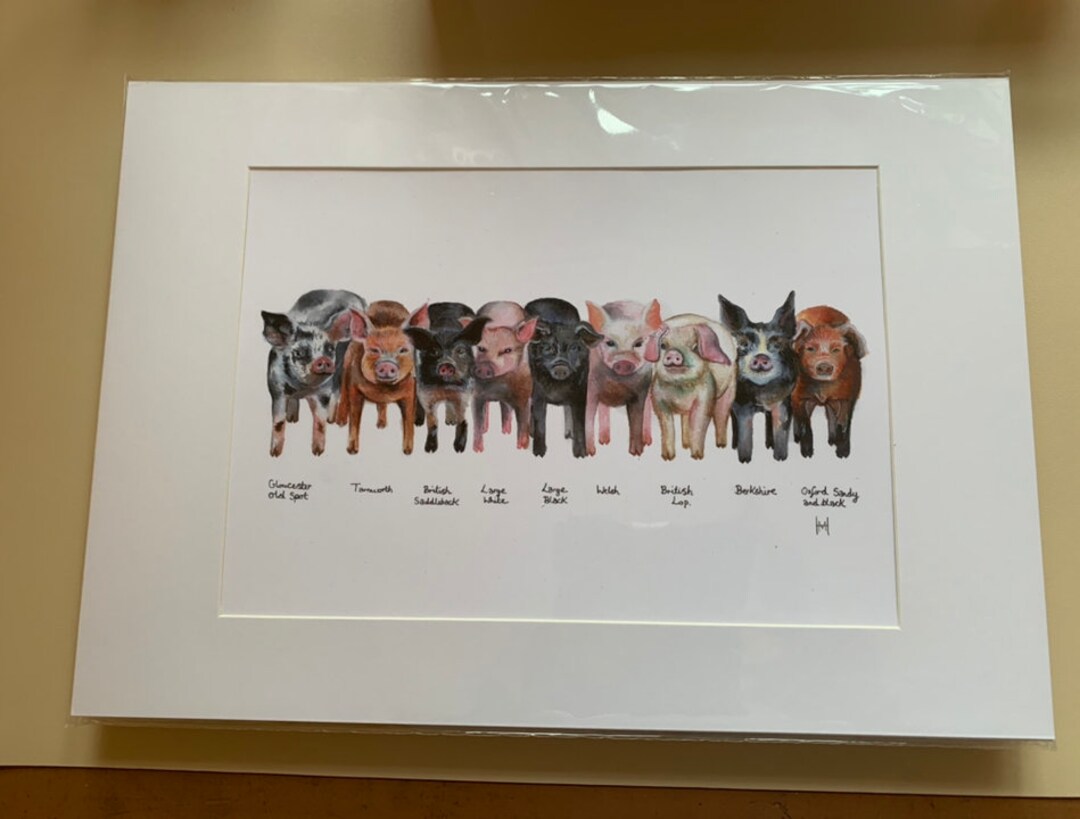 British Pig Identification Guide (A4 Print, A3 in Size With the Card ...