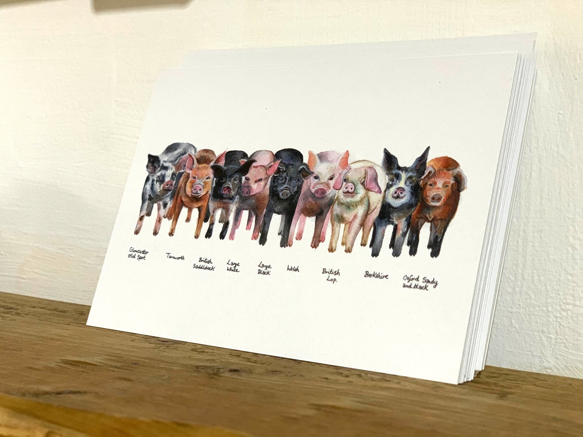 British Pigs Identification Guide - A6 Postcard. - Etsy