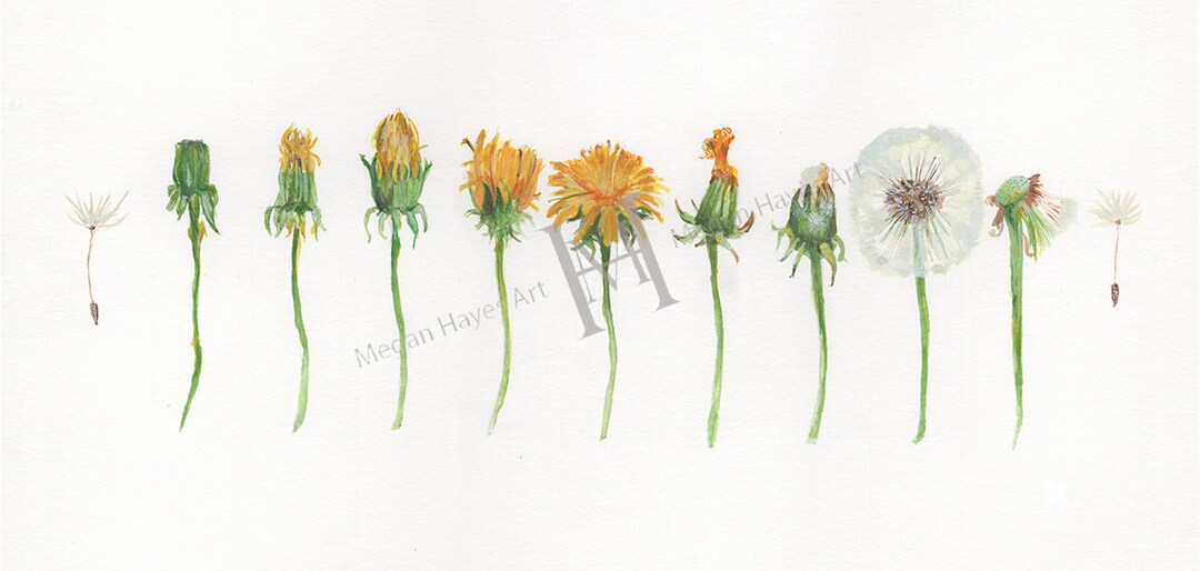 A6 Postcards Dandelion Identification Guide - Etsy