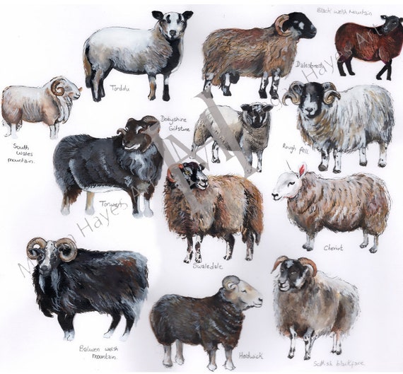 A6 Hill Sheep Identification Guide Postcard - Etsy